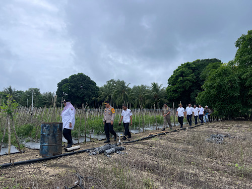 Website Resmi Polda Maluku - Kapolres Kepulauan Tanimbar hadiri panen jagung, dukung Ketahanan ...